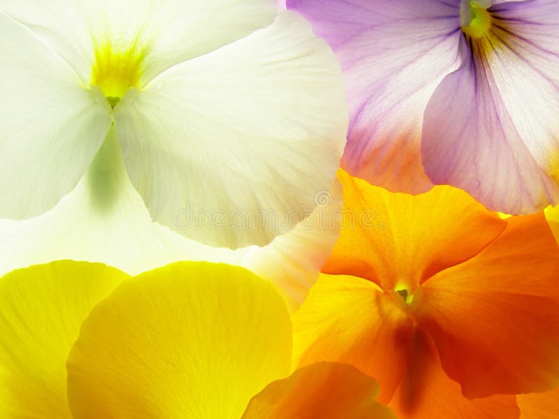 Colorful viola stock image. Image of color, season, heartsease - 5193993