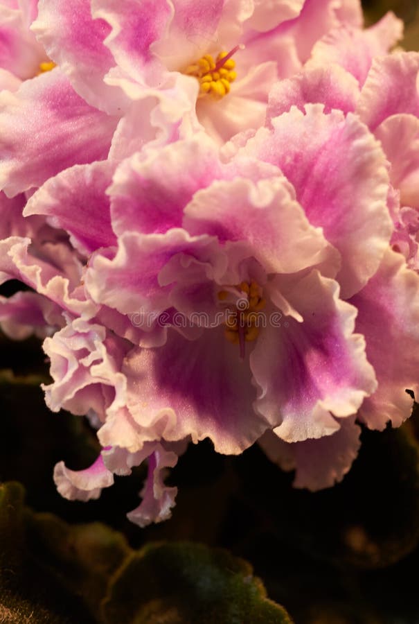 Colorful violets bloom stock image. Image of colourful - 82091005