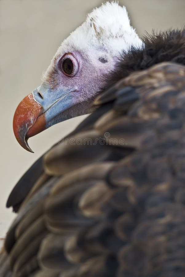 Colorful vulture. stock image. Image of live, hunting - 16058089