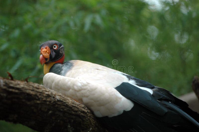 Colorful vulture stock photo. Image of beak, bald, vultures - 913000