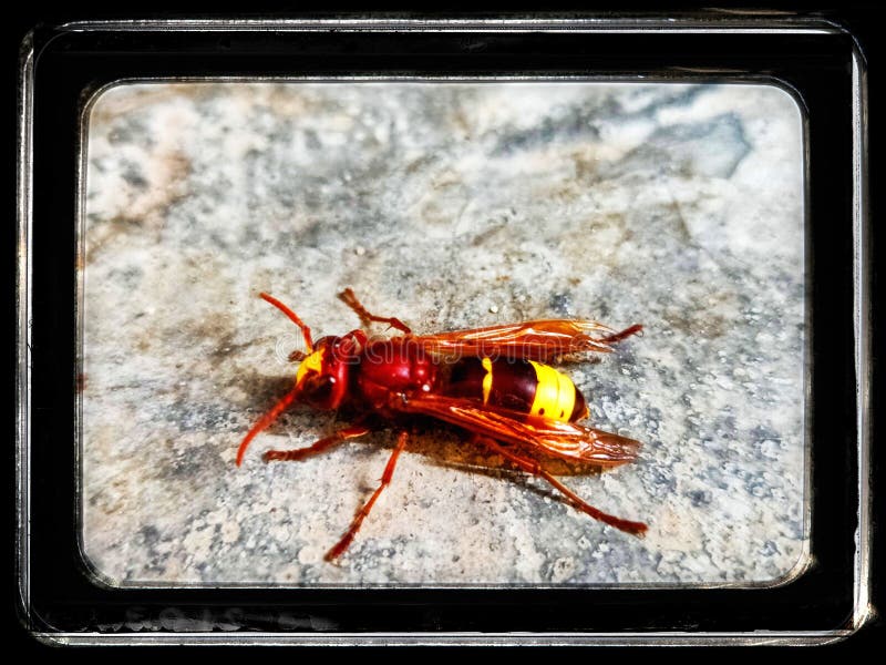 Colorful Wasp Sitting on a Concrete Isolated in Dual Background Stock ...