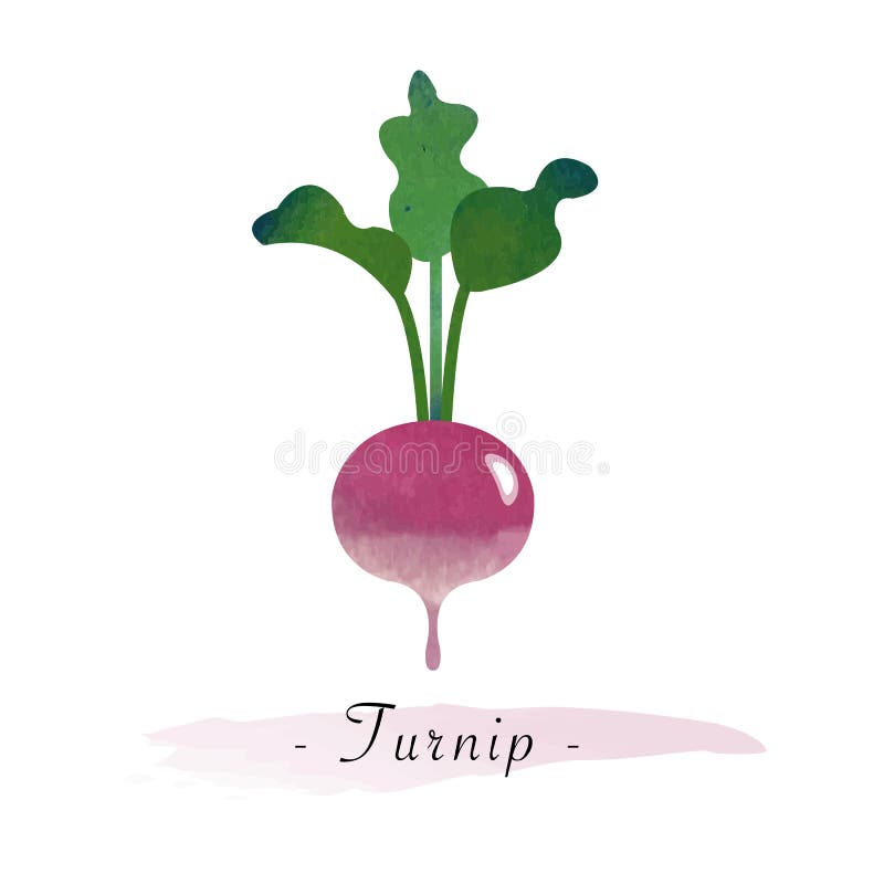 Colorful Red Turnip Clipart Cartoon. Red Turnip Vector Illustration ...