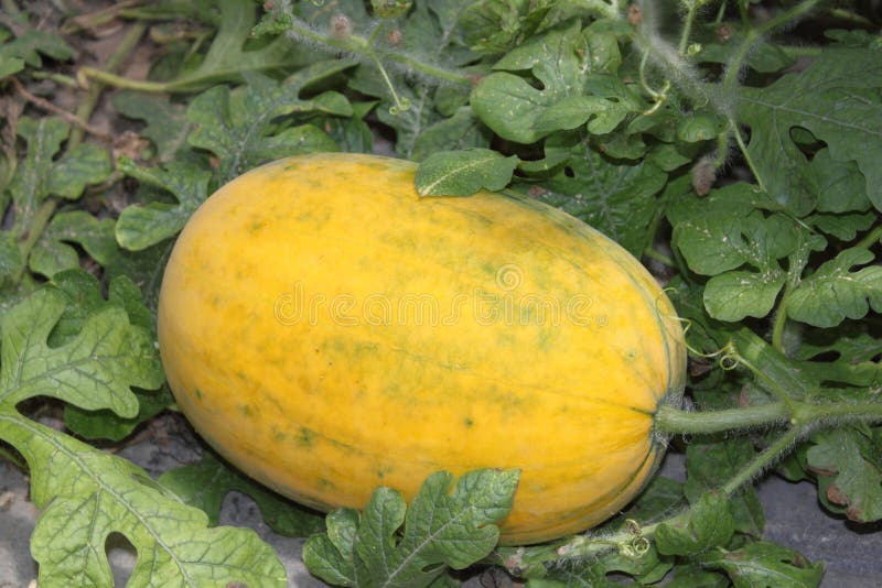 Colorful watermelon stock image. Image of appearance - 56260395