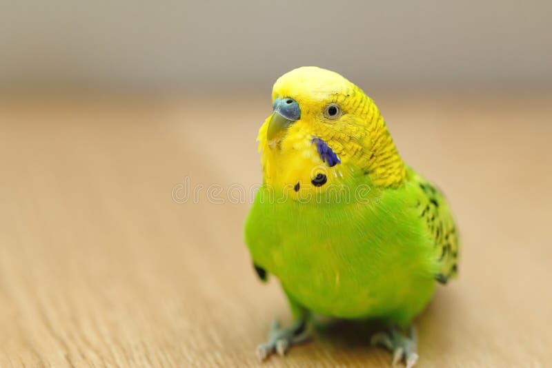 Colorful wavy parrot stock image. Image of cute, wavy - 67952413