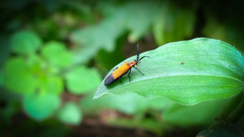 A Colorful Weevil on a Leaf Stock Photo - Image of weevil, shot: 96343228