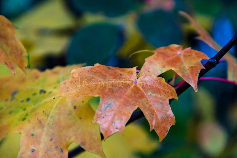 Colorful Wet Autumn Maple Leaves on a Tree. Fall Concept Stock Image ...