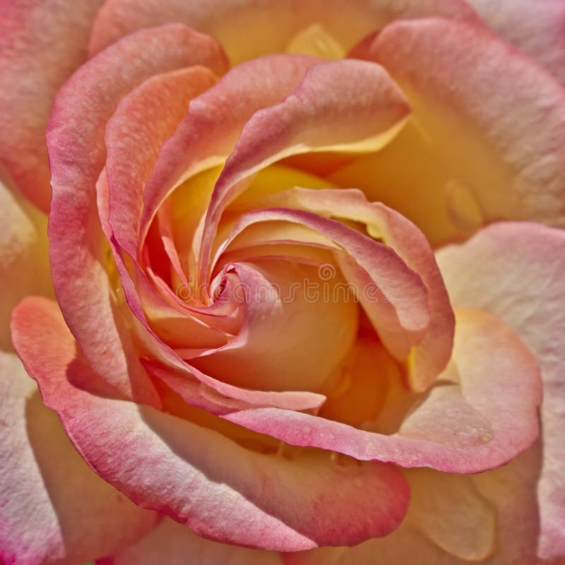 Colorful wet rose stock image. Image of texture, abstract - 41920411