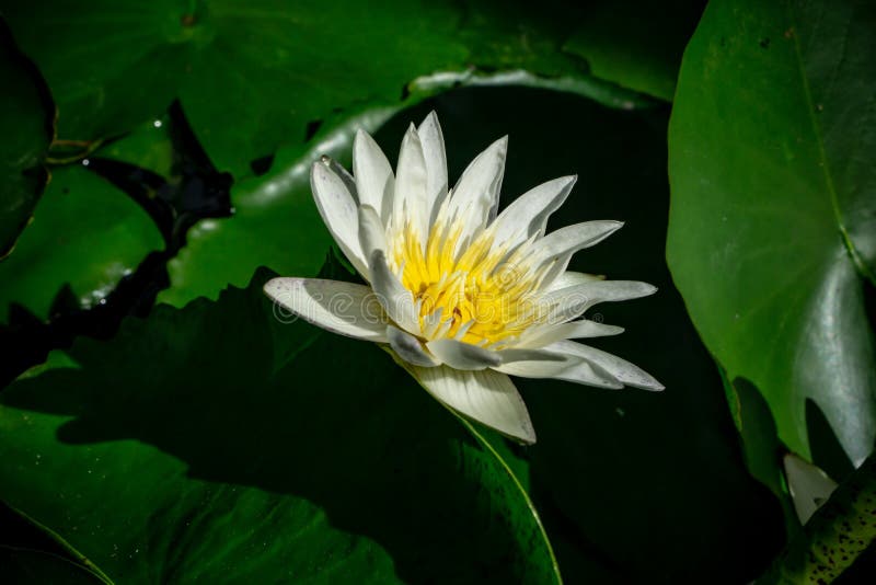 Colorful White and Yellow Lotus Under Sun Light Stock Photo - Image of ...