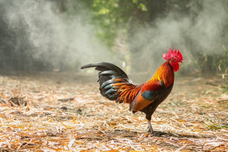 3,063 Wild Chickens Stock Photos - Free & Royalty-Free Stock Photos ...