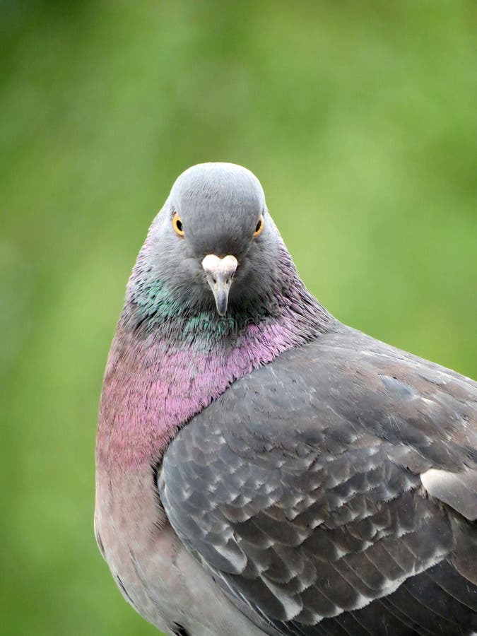Wild dove stock photo. Image of portrait, bird, dove, birds - 1056354