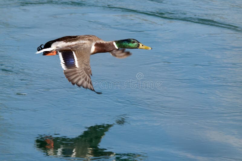 Colorful Wild Drake in Flight Stock Image - Image of wild, claws: 106276127