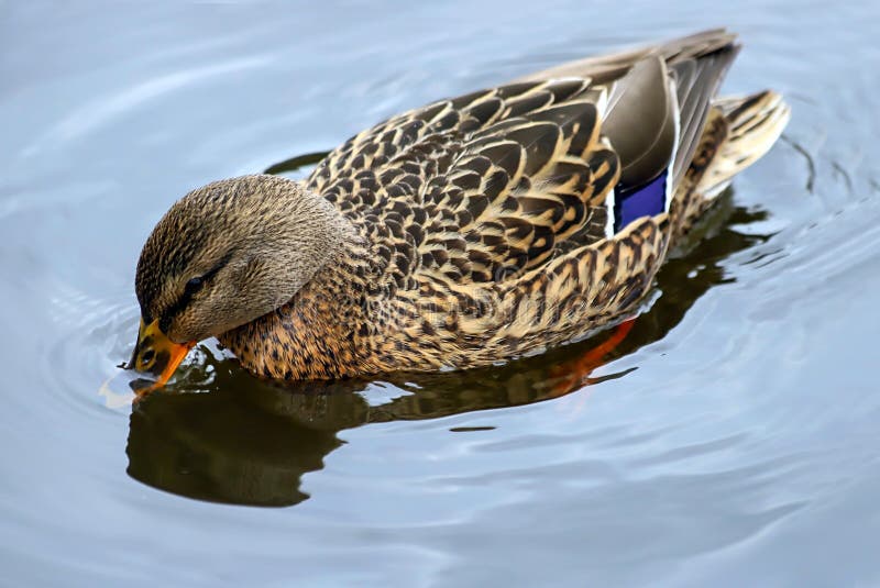 - Colorful Wild Duck in Water. Stock Photo - Image of digital ...