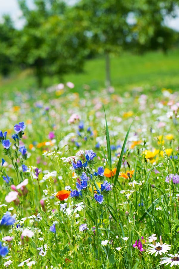 Colorful Wild Flower Meadow Stock Image - Image of sunshine, green ...