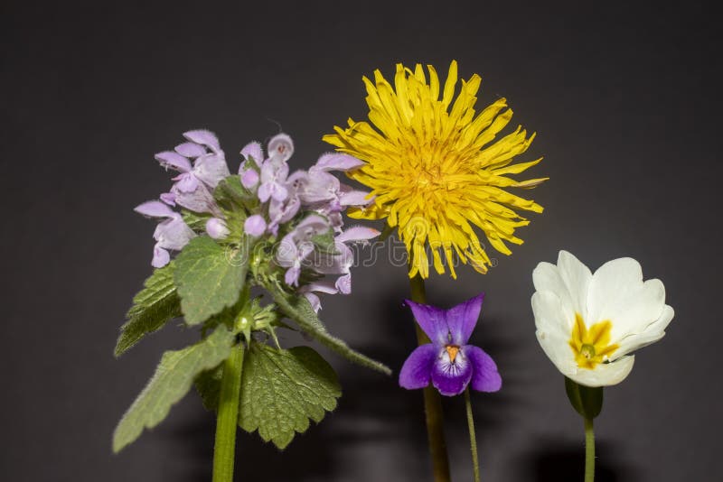 Colorful Wild Flowers Together, Isolated from the Background. Stock ...