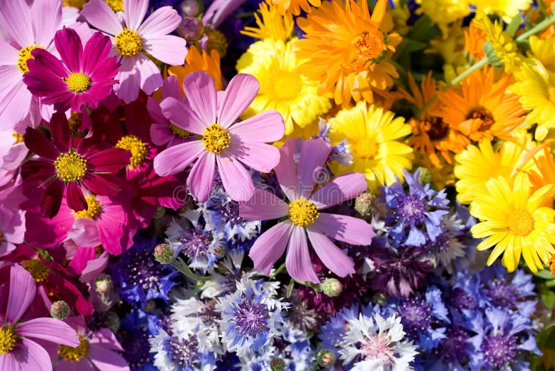 Colorful wildflowers stock photo. Image of blossom, multicolor - 2408158