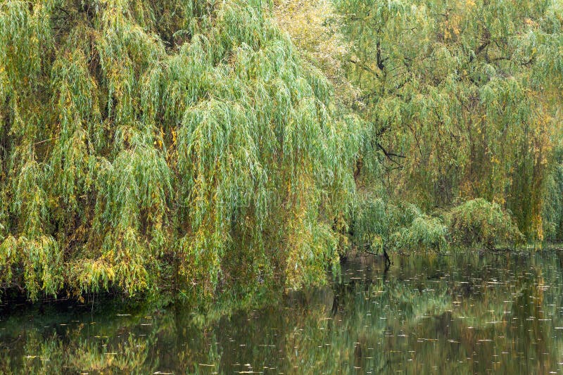 Colorful Willows Around the Lake, Willows and Trees Near the Water ...