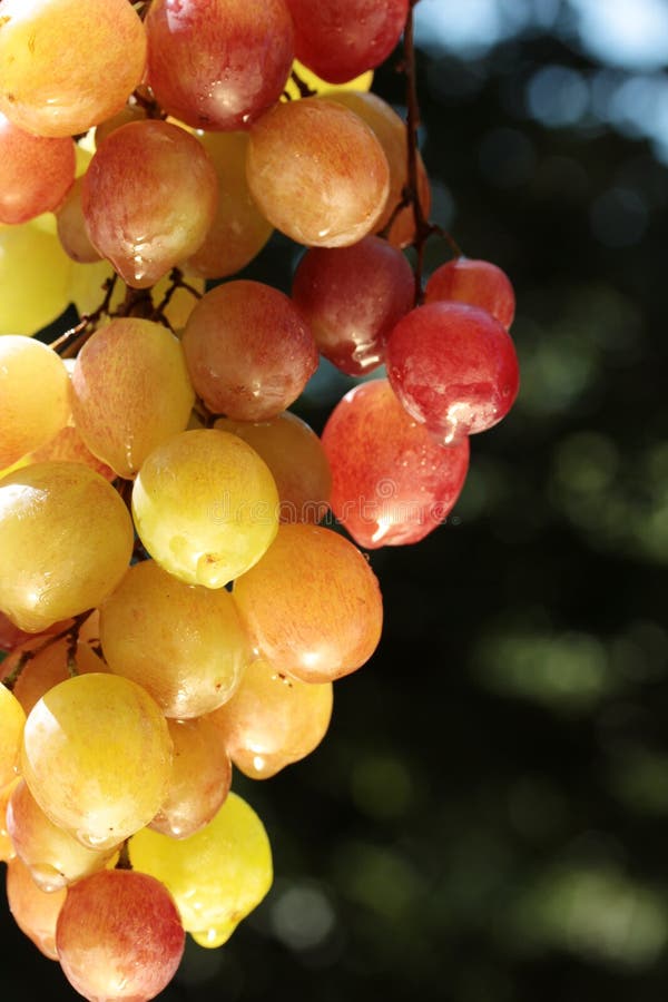 Colorful wine grape stock image. Image of orange, dessert - 33009555