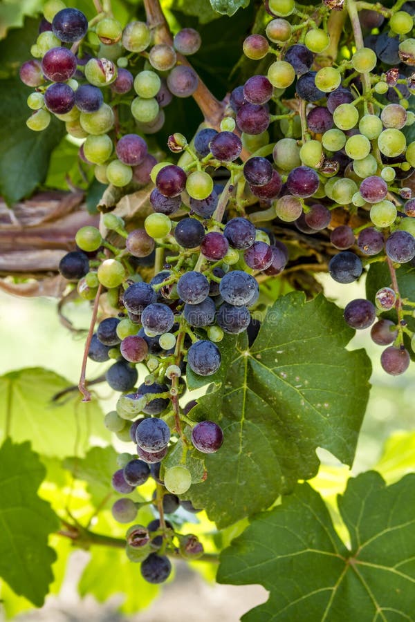 Multi Colored Grapes Stock Images - Download 667 Royalty Free Photos