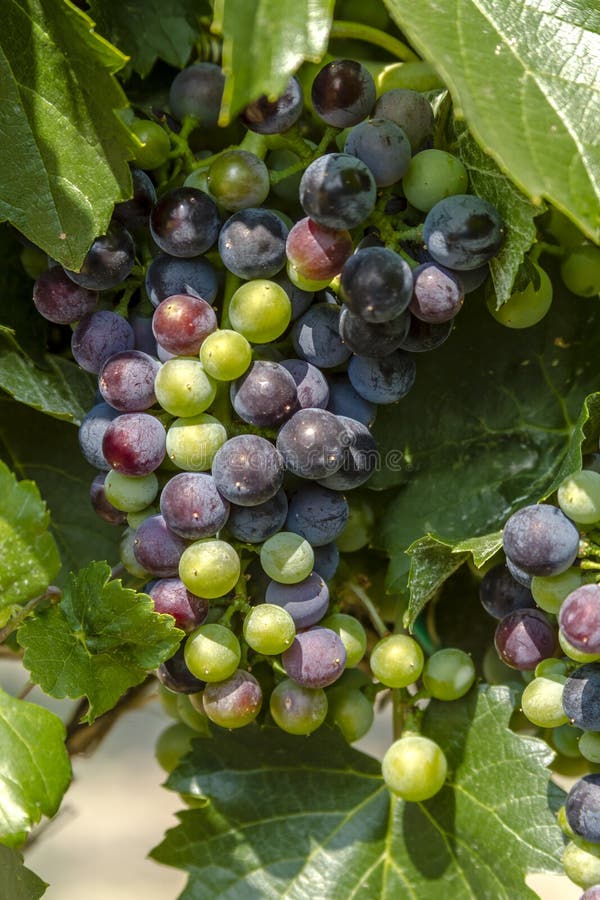 Colorful Wine Grapes on Grapevine Stock Image - Image of leaves ...