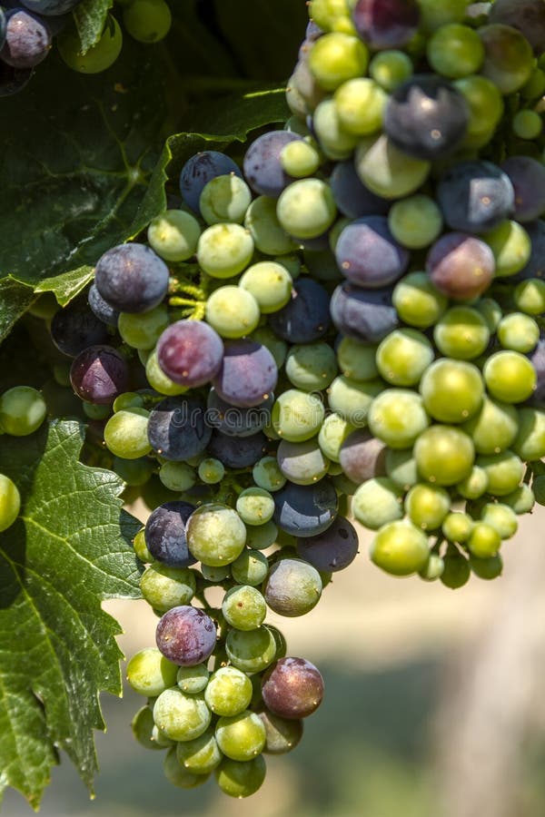 Colorful Wine Grapes on Grapevine Stock Photo - Image of green, grape ...