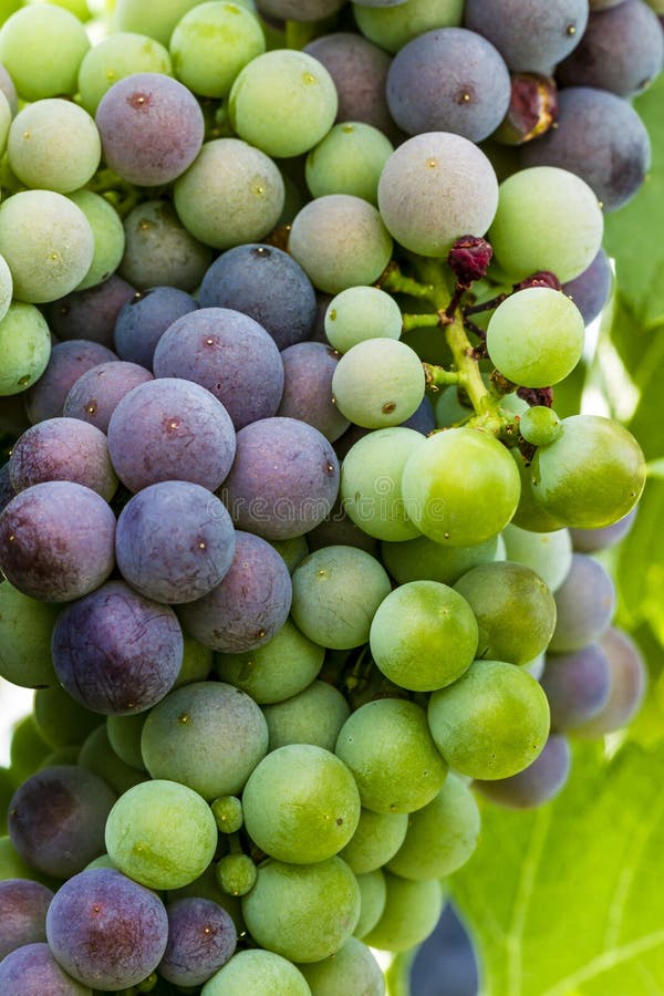 Colorful Wine Grapes on Grapevine Stock Photo - Image of vine ...