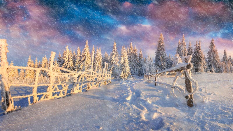 Colorful Winter Scene during Heavy Snowfall in the Mountain Fore Stock ...