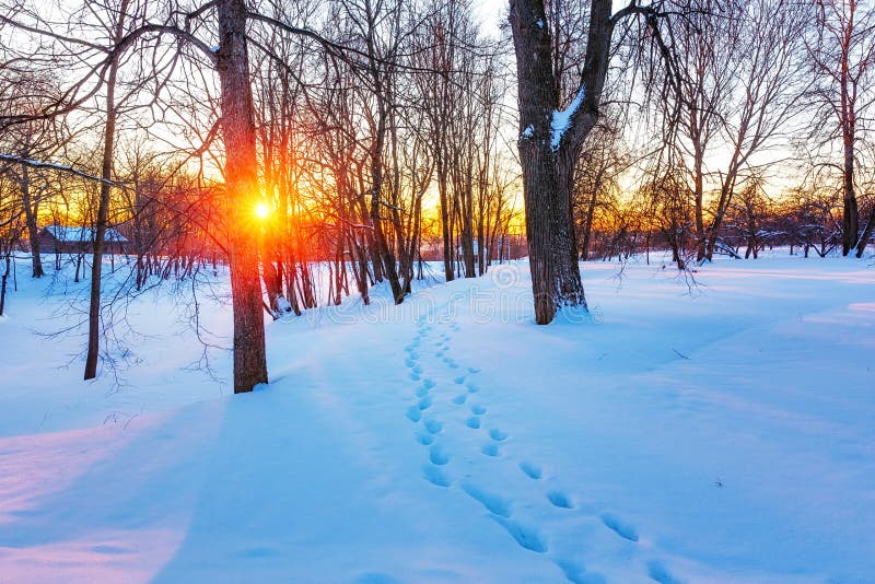 Colorful winter sunset stock photo. Image of snow, december - 104326266