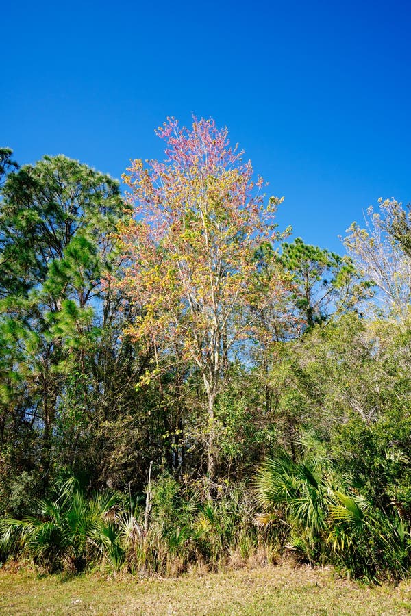 Colorful Winter Tree Leaf in Tampa Stock Image - Image of leaf, move ...