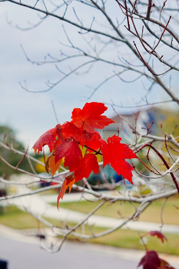 Colorful Winter Tree Leaf in Tampa Stock Photo - Image of florida ...