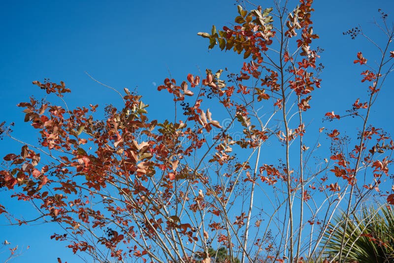 Colorful Winter Tree Leaf in Tampa Stock Image - Image of leaf, move ...