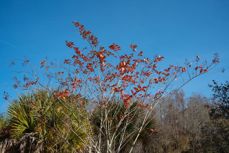 Colorful Winter Tree Leaf in Tampa Stock Image - Image of leaf, move ...