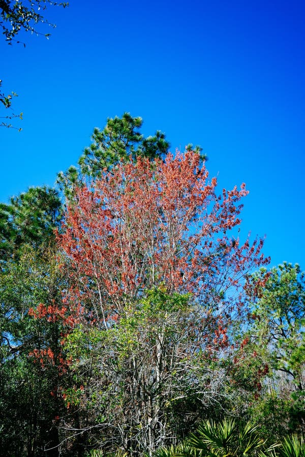 Colorful Winter Tree Leaf in Tampa Stock Image - Image of leaf, move ...