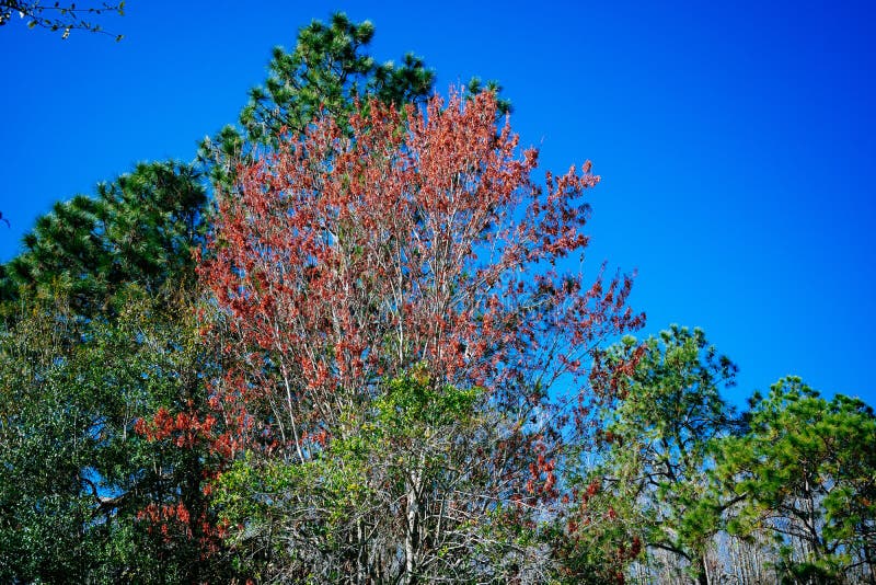 Colorful Winter Tree Leaf in Tampa Stock Image - Image of leaf, move ...