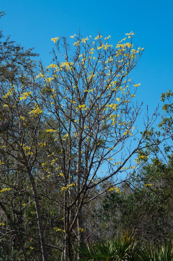 Colorful Winter Tree Leaf in Tampa Stock Image - Image of leaf, move ...