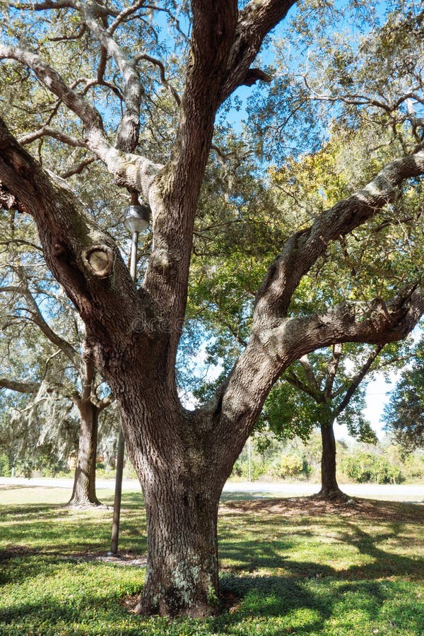 Colorful Winter Tree Leaf in Tampa Stock Photo - Image of florida ...