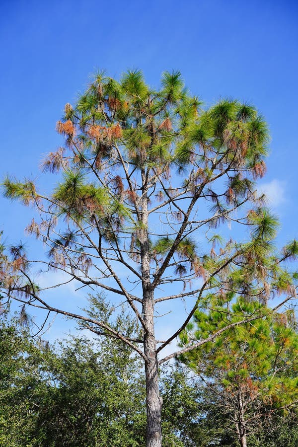Colorful Winter Tree Leaf in Tampa Stock Image - Image of environment ...