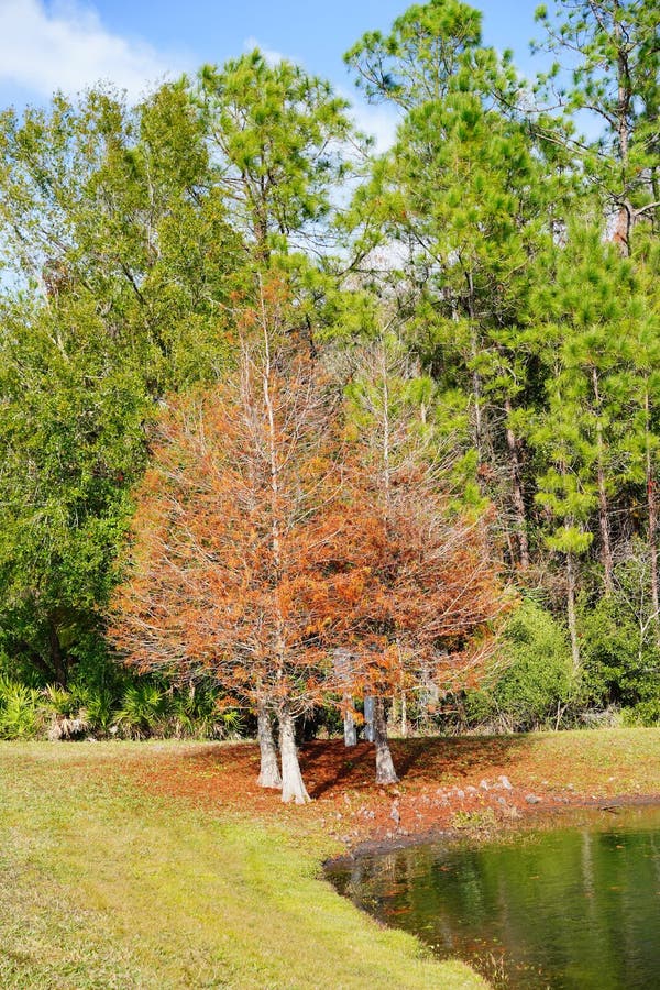 Colorful Winter Tree Leaf in Tampa Stock Photo - Image of apartment ...
