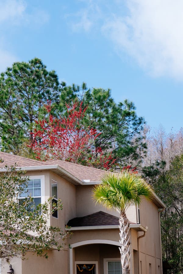 Colorful Winter Tree Leaf in Tampa Stock Image - Image of leaf, move ...