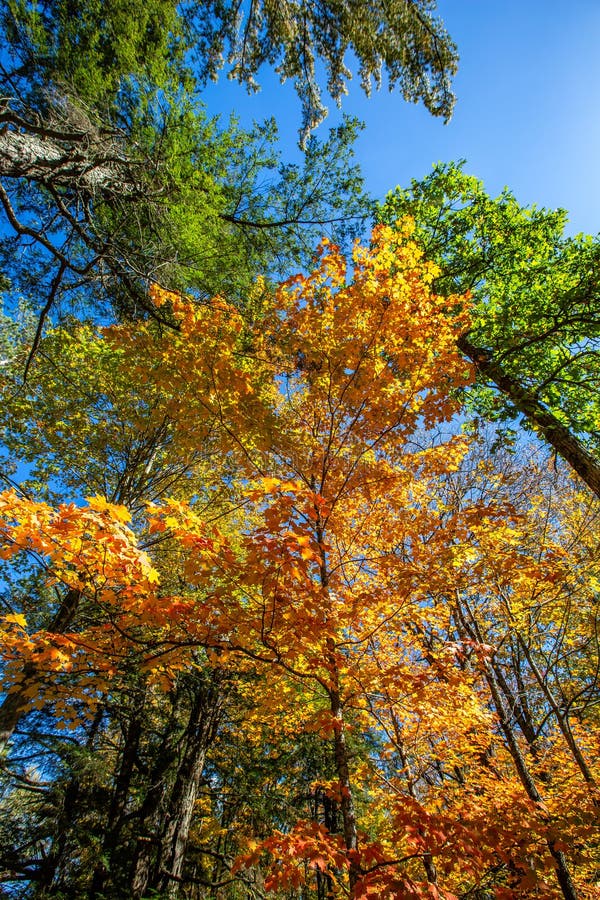 Colorful Wisconsin Forest in Early October Stock Image - Image of ...