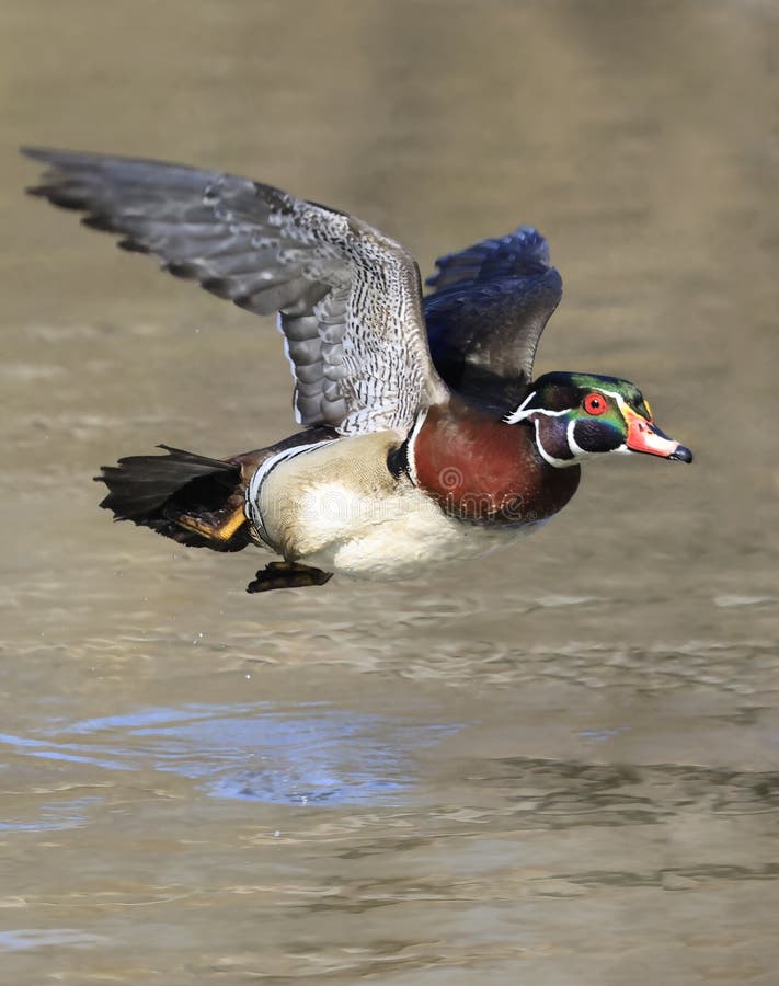 Colorful Wood Duck Take Off from the Lake Stock Photo - Image of animal ...