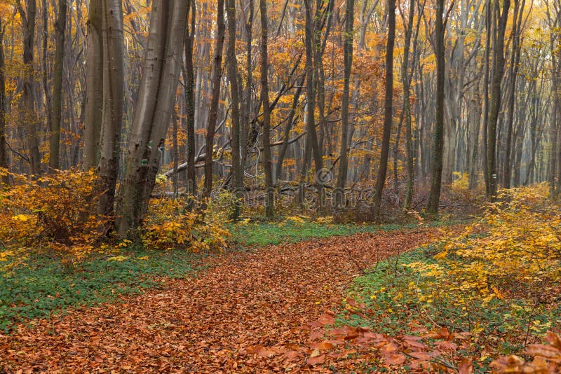 Colorful woods stock photo. Image of colours, mixed, leafage - 46965390