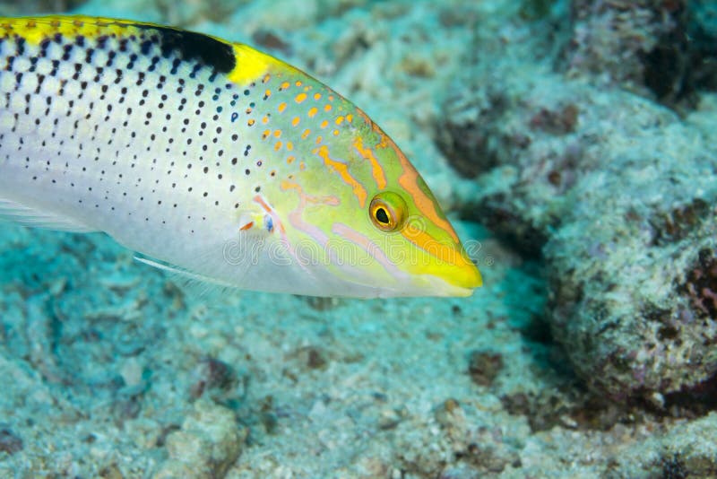 Colorful wrasse stock image. Image of fiji, ocean, underwater - 37983009