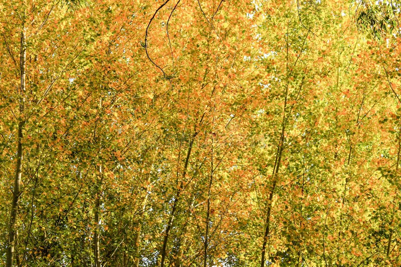 Colorful Yellow Leaves Forest Texture Stock Image - Image of brown ...