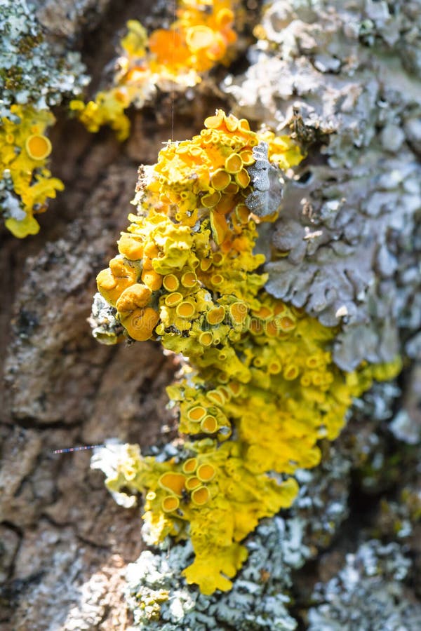 Crusty Lichen Algae Texture Stock Photo - Image of closeup, organic ...