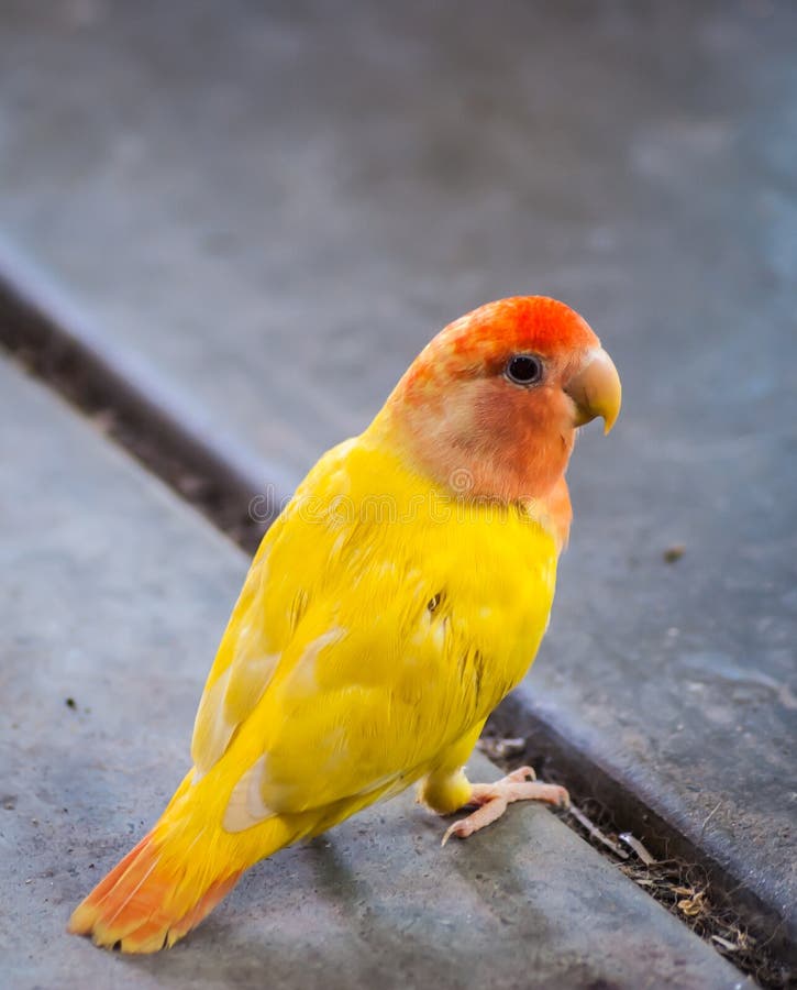 Colorful Yellow Parrot on Cement Floor Stock Image - Image of standing ...