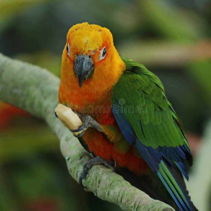 Colorful Yellow Parrot, Sun Conure Aratinga Solstitialis, Standing on ...