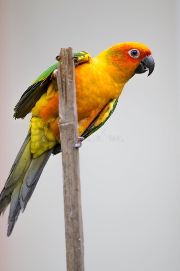 Colorful Yellow Parrot, Sun Conure Stock Photo - Image of beak, wild ...