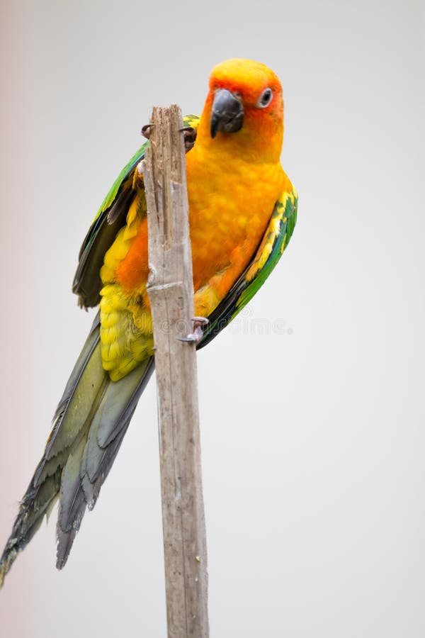 Colorful Yellow Parrot, Sun Conure Stock Image - Image of bird, green ...