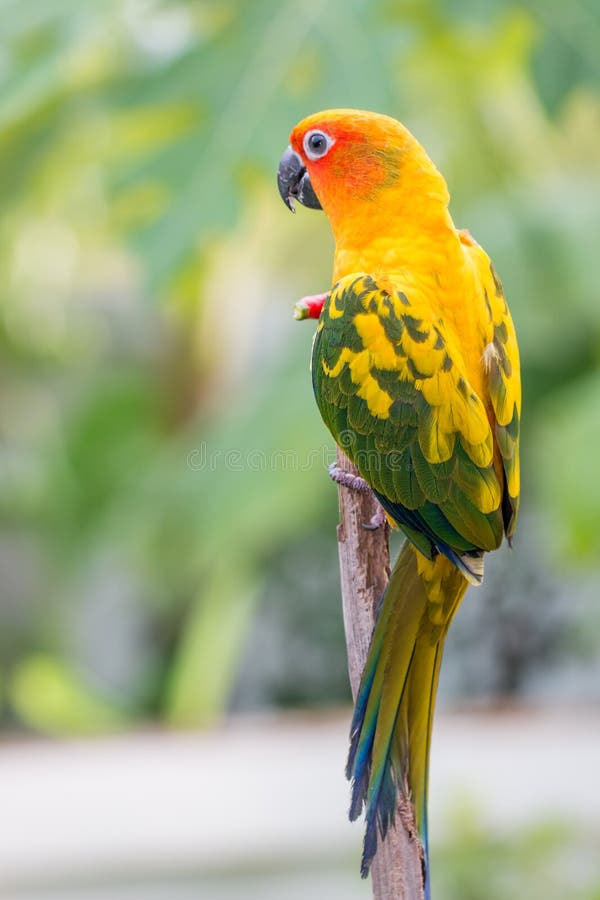 Colorful Yellow Parrot, Sun Conure Stock Photo - Image of head, exotic ...