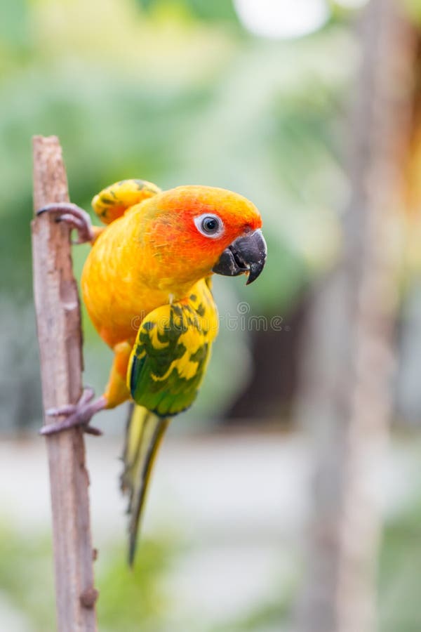 Colorful Yellow Parrot, Sun Conure Stock Image - Image of beauty, beak ...